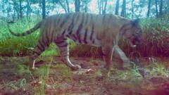 Tiger numbers show increase for first time in a century - BBC News