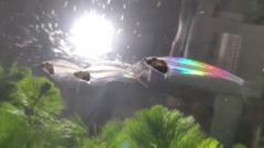 Ghost catfish: See-through fish uses muscles to turn rainbow-coloured ...