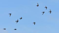 Swift tower in Cardiff Bay gives birds a starter home - BBC News