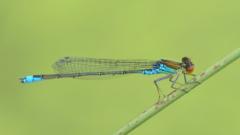 Climate change: Dragonflies spread north in warming world - BBC News