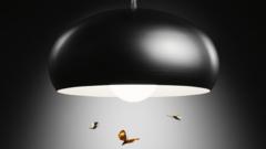 Why are bugs attracted to light? - BBC Newsround