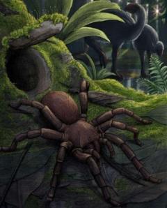 Fossil of a 'giant' Trapdoor spider found in Australia - BBC Newsround