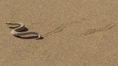 Snake walk: The physics of slithering - BBC News