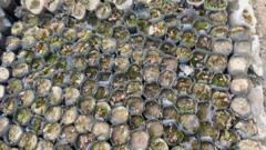 Pakistan's Ziarat: An ancient juniper forest and its living fossils ...