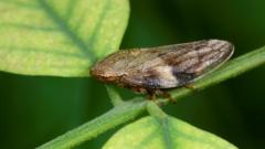 Cuckoo spit: The foamy white goo on your plants - BBC Newsround