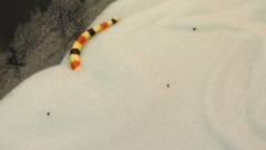 Snake walk: The physics of slithering - BBC News