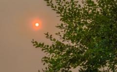Red sun phenomenon 'caused by Saharan dust', analysis shows - BBC News