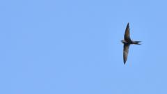 Swift tower in Cardiff Bay gives birds a starter home - BBC News