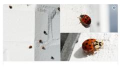 Have you had a Ladybird invasion? - BBC Newsround