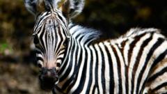 Zebras: Why do they have stripes? - BBC Newsround