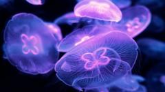 Bioluminescence: The first animals to glow in the dark appeared over ...