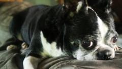 Pendle rescue charity forced to close over 'tsunami of dogs' - BBC News