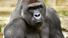 How a dead gorilla became the meme of 2016 - BBC News