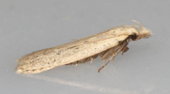 Norfolk Snout moth believed extinct a 'phenomenal' find - BBC News