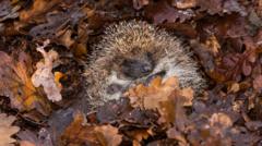 What is hibernation, and which animals are getting ready now? - BBC ...