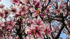 Spring blossoms can help you feel happy, National Trust says - BBC News