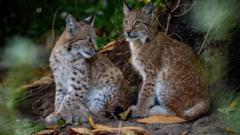 Lynx could thrive in Northumberland, study finds - BBC News