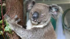 Chlamydia could kill off koalas. Can a vaccine save them in time? - BBC ...