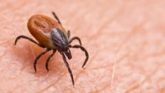 Warning ticks year-round risk due to climate change - BBC News
