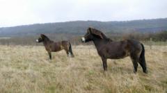 Exmoor ponies play key role in Brighouse conservation project - BBC News