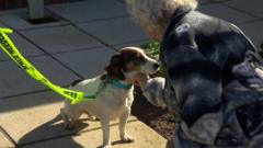 Rescue dog Smithy re-homed after four years at Hayle shelter - BBC News