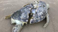 'Sliced' sea turtle found dead on Singapore beach - BBC News