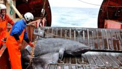 400-year-old Greenland shark ‘longest-living vertebrate’ - BBC News