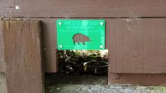 Hedgehog population plummets in UK countryside, research suggests - BBC ...