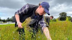 Flax: Bringing back the historic crop which could make fashion greener ...