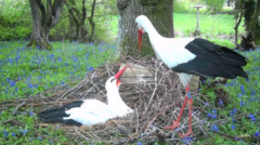 Knepp: Baby storks born at UK's first 'European Stork Village' - BBC News