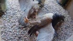 Second Leicester Cathedral peregrine falcon found dead - BBC News