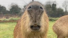 Escaped capybara 'probably living her best life' - BBC News