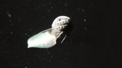 In pictures: Asia's creatures of the deep sea - BBC News