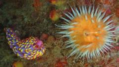 Rare rainbow sea slug found in Falmouth rock pool - BBC News