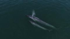 Blue whales: Ocean giants return to 'safe' tropical haven - BBC News