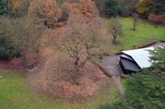 Epping's Gilwell Oak wins Tree of the Year 2017 - BBC News