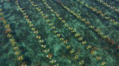 Earthshot Prize 2024: Everything you need to know - BBC Newsround