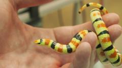 Snake walk: The physics of slithering - BBC News