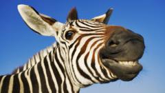 International Zebra Day: Top 5 facts about these striped animals - BBC ...