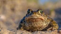 Natterjack toad: UK's loudest amphibian making 'remarkable comeback ...