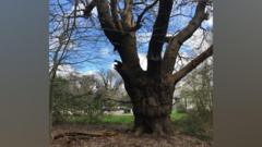 Toby Carvery owner admits cutting down ancient Enfield oak tree - BBC News