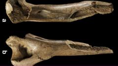 Did our ancient ancestors 'kill the cat'? - BBC News