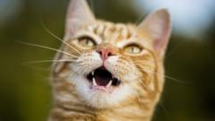 New cat species found in Spain that lived 15 million years ago - BBC ...