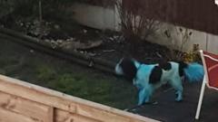 Blue 'Smurf cats' and dogs after Clacton ink fire - BBC News