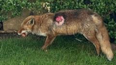 Badly injured fox nursed back to health in Glasgow garden tent - BBC News