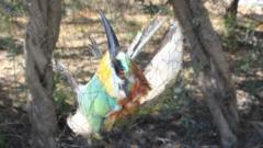 UK police tackle Cyprus bird poachers - BBC News