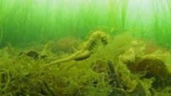 Long-snouted seahorse: Rare marine fish spotted in Cornwall - BBC Newsround