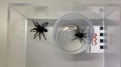 Bigger, more venomous species of deadly spider discovered - BBC Newsround