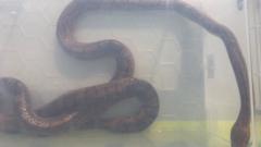 Swinefleet abandoned pythons 'dumped months earlier' - BBC News