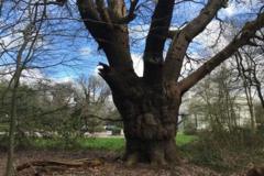 Toby Carvery felled oak: What's so important about an ancient tree ...